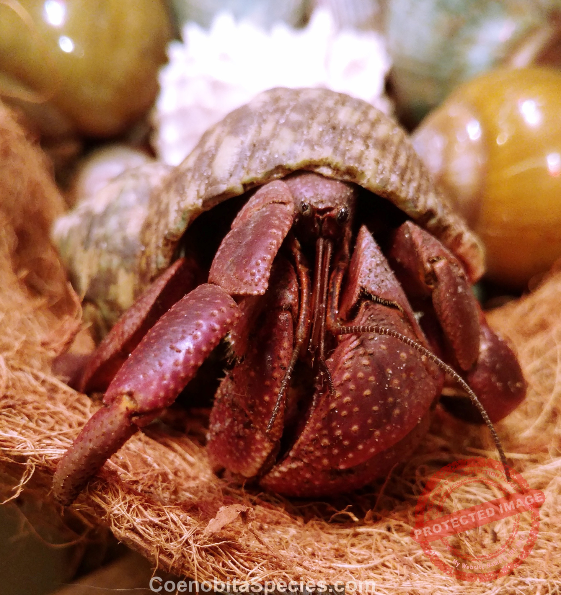 Coenobita brevimanus – Coenobita Species