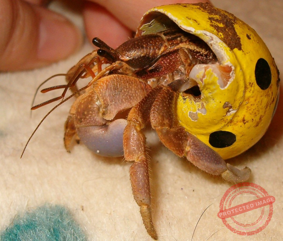 Coenobita brevimanus – Coenobita Species