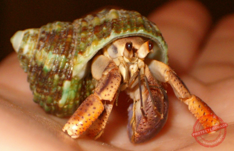 Coenobita SpeciesCoenobita clypeatus