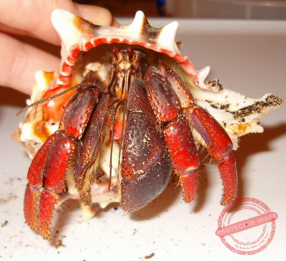 Coenobita SpeciesCoenobita clypeatus