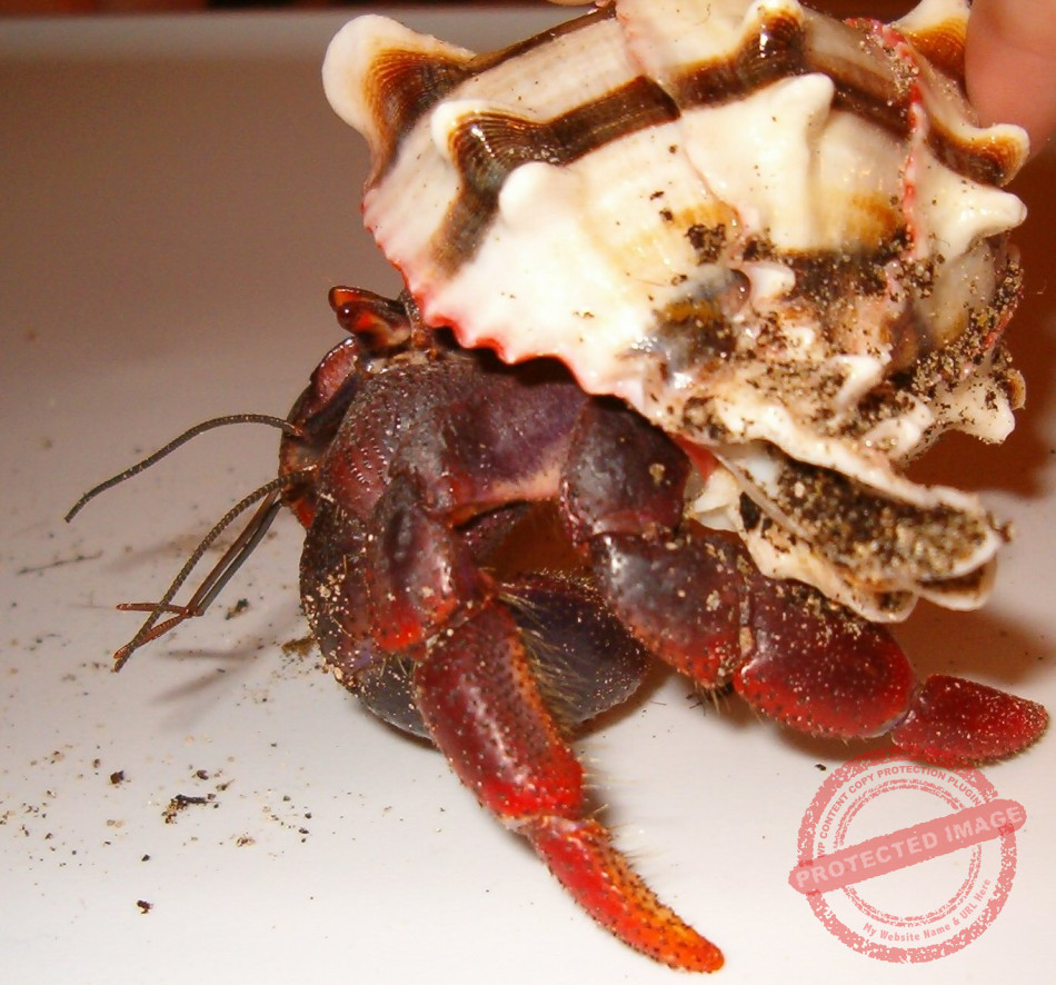 Coenobita SpeciesCoenobita clypeatus