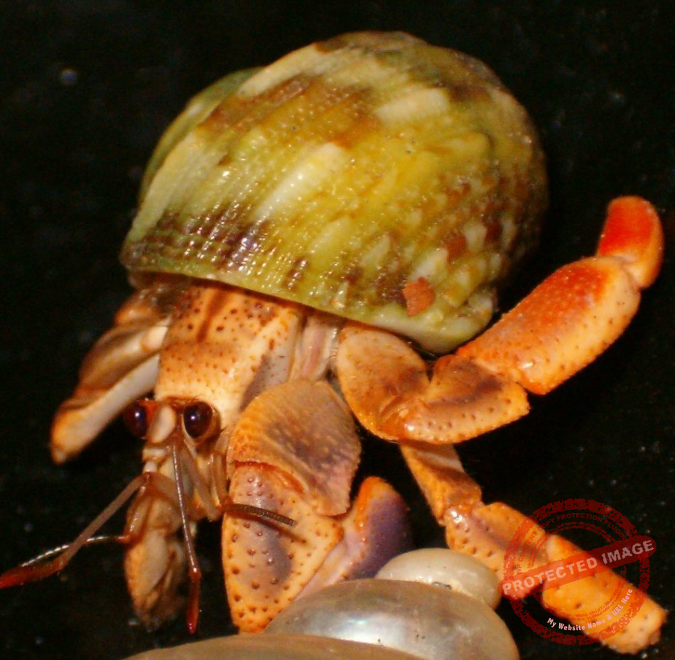 Coenobita SpeciesCoenobita clypeatus