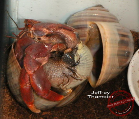 Coenobita SpeciesCoenobita clypeatus