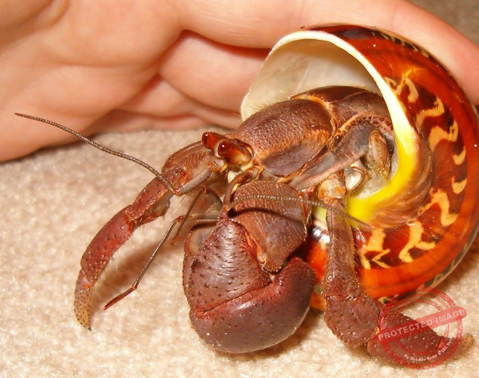 Coenobita SpeciesCoenobita clypeatus