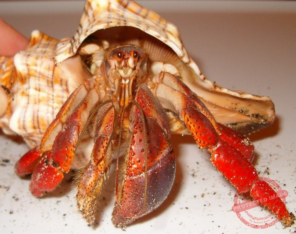 Coenobita SpeciesCoenobita clypeatus