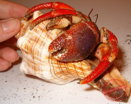 Coenobita SpeciesCoenobita clypeatus