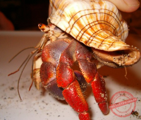 Coenobita SpeciesCoenobita clypeatus