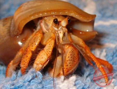 Coenobita SpeciesCoenobita clypeatus