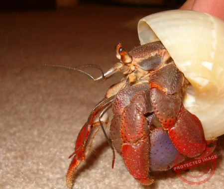 Coenobita SpeciesCoenobita clypeatus