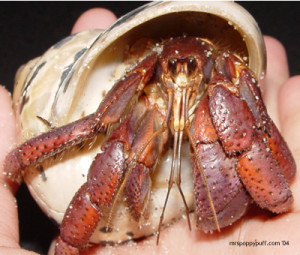 Coenobita Species – Common species of land hermit crabs