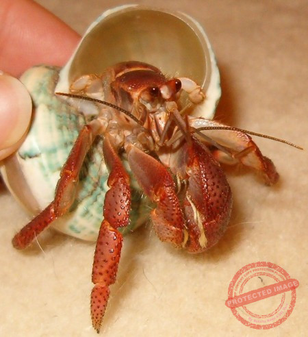 Coenobita SpeciesCoenobita clypeatus
