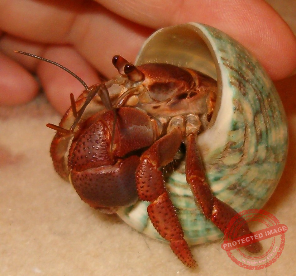 Coenobita SpeciesCoenobita clypeatus