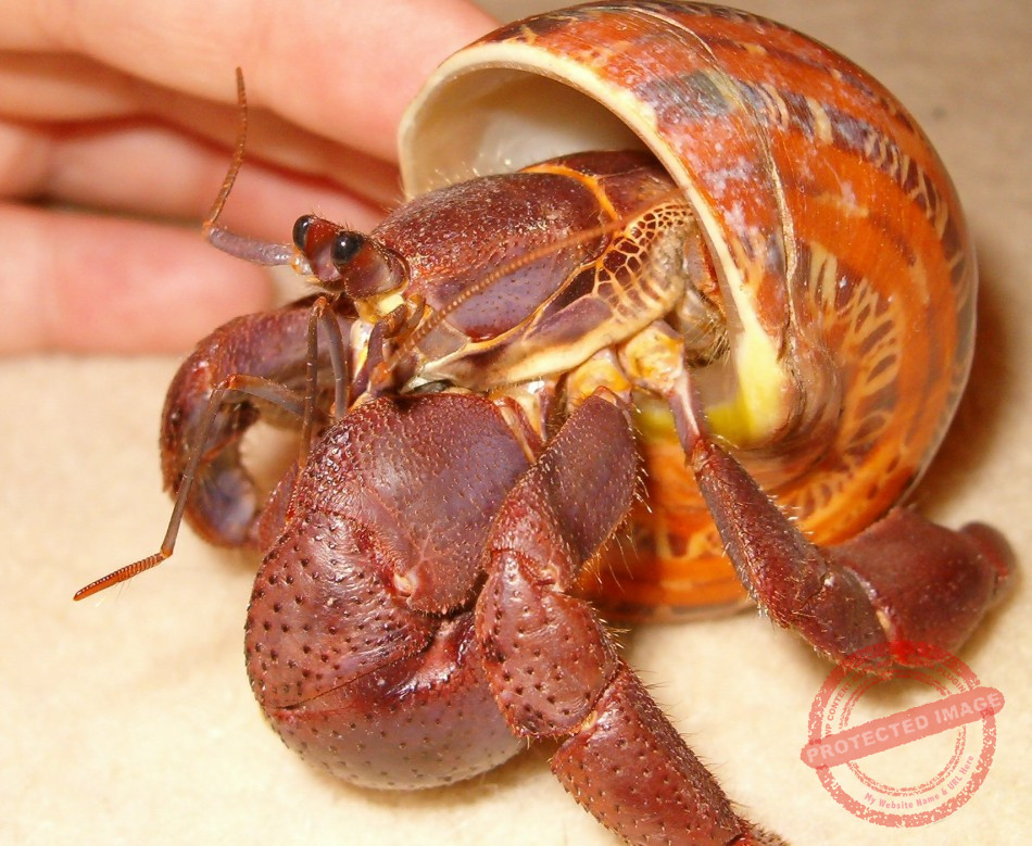 Coenobita SpeciesCoenobita clypeatus