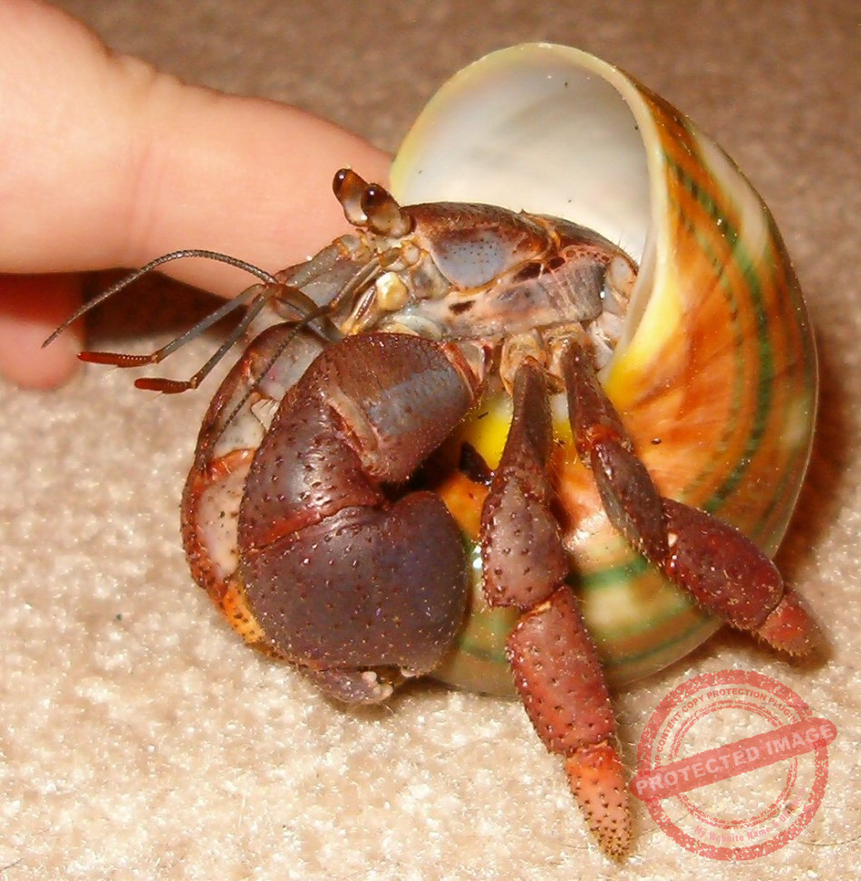 Coenobita SpeciesCoenobita clypeatus