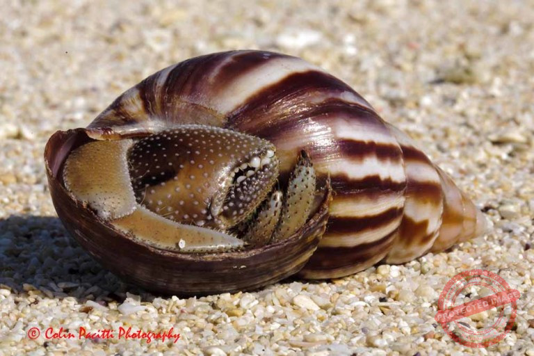 Coenobita rugosus – Coenobita Species