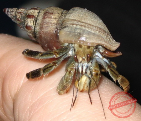 Coenobita SpeciesCoenobita compressus