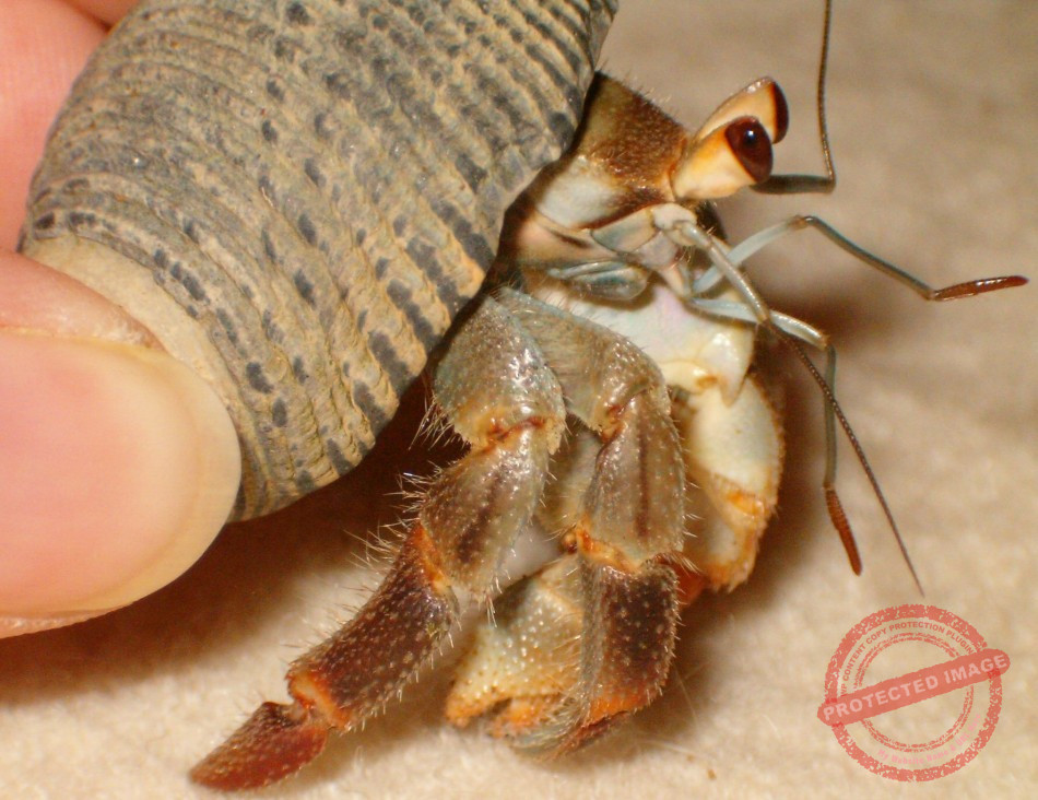 Coenobita SpeciesCoenobita compressus