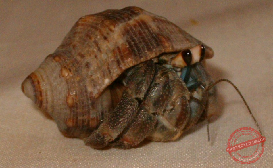 Coenobita SpeciesCoenobita compressus