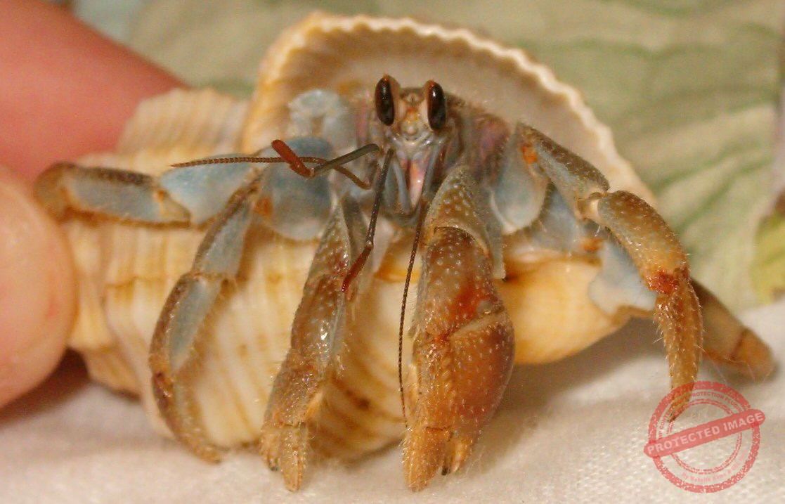 Coenobita SpeciesCoenobita compressus