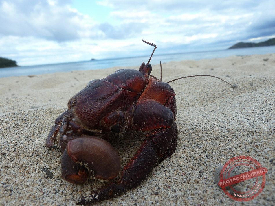 Coenobita SpeciesCoenobita spinosus