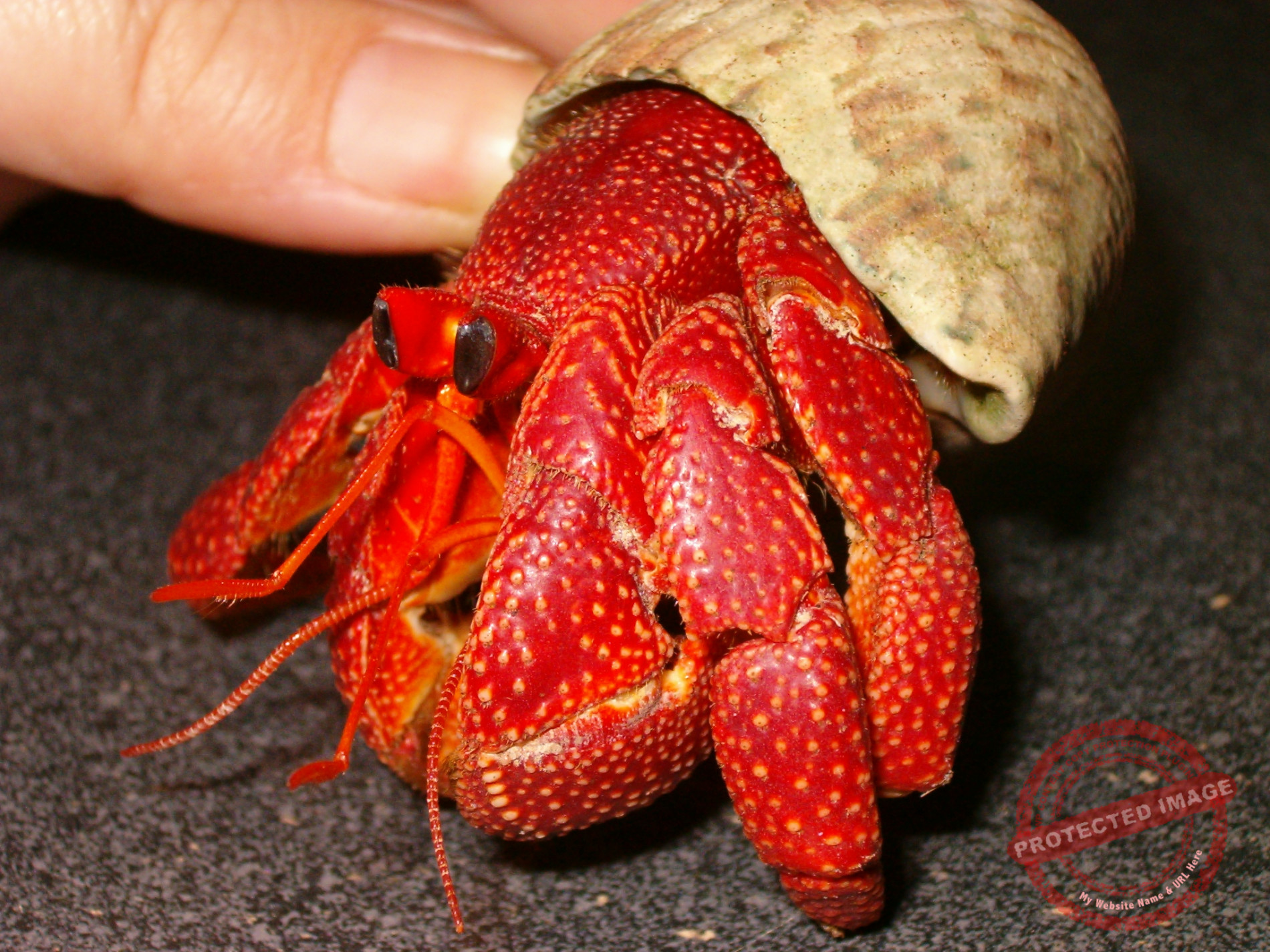 Coenobita SpeciesCoenobita perlatus