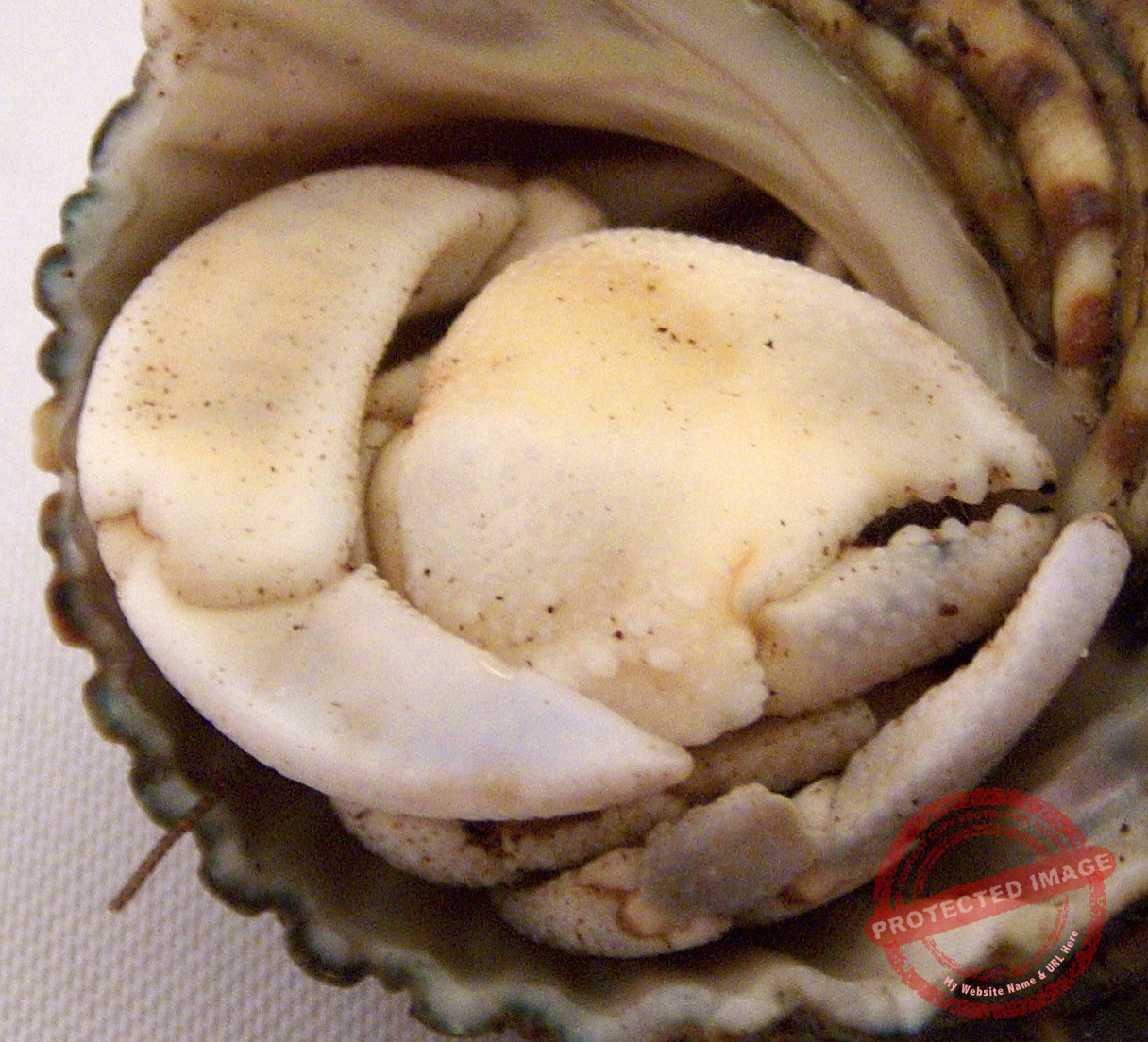 Coenobita rugosus – Coenobita Species