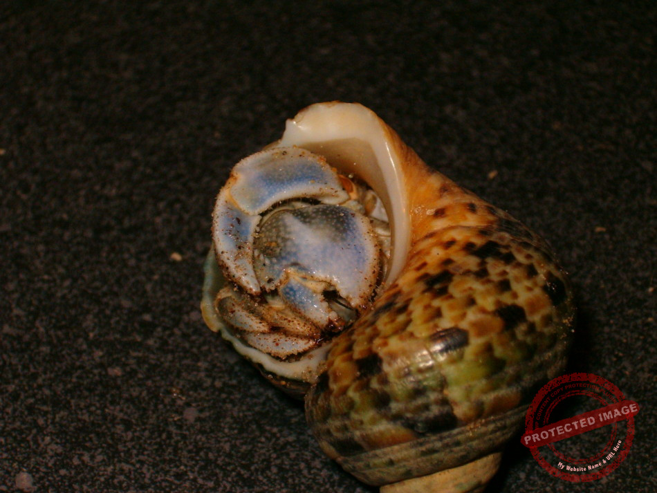 Coenobita rugosus – Coenobita Species