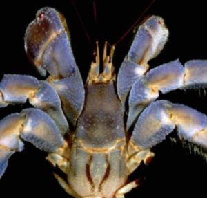 Coenobita SpeciesCoenobita purpureus