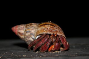 Coenobita Species – Common species of land hermit crabs