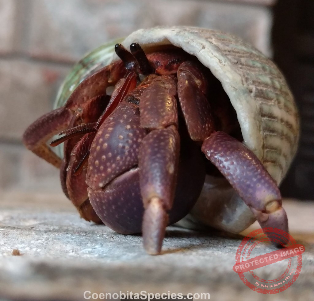 Coenobita brevimanus – Coenobita Species