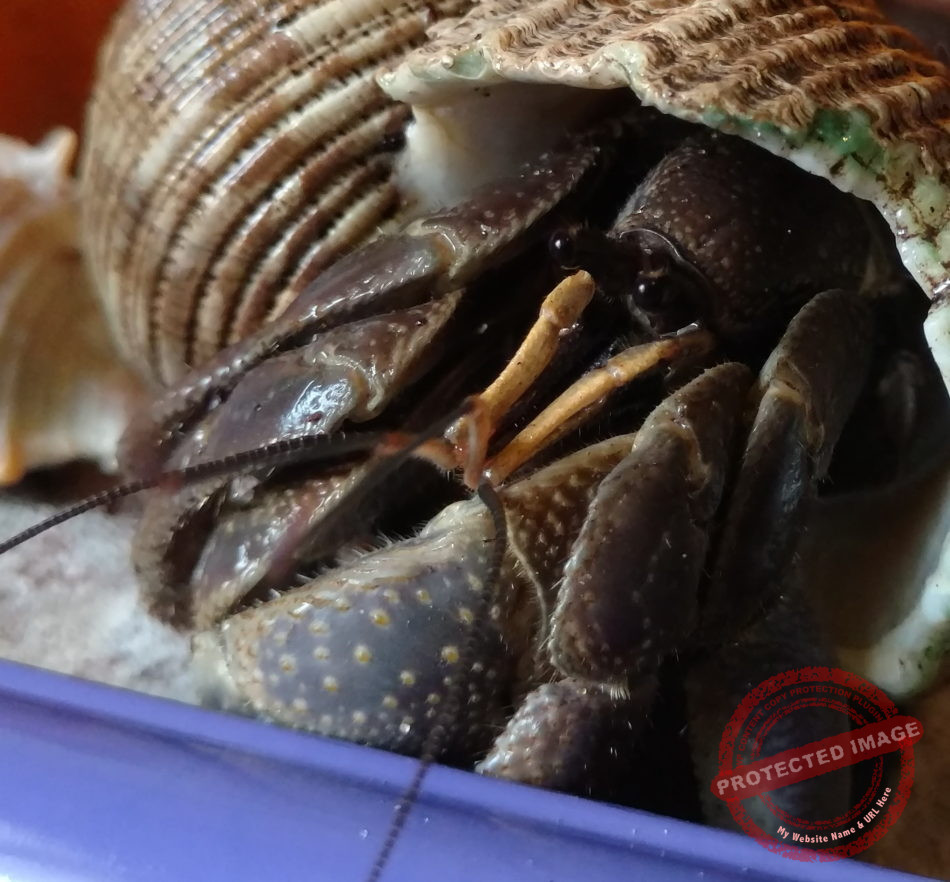 Coenobita brevimanus – Coenobita Species