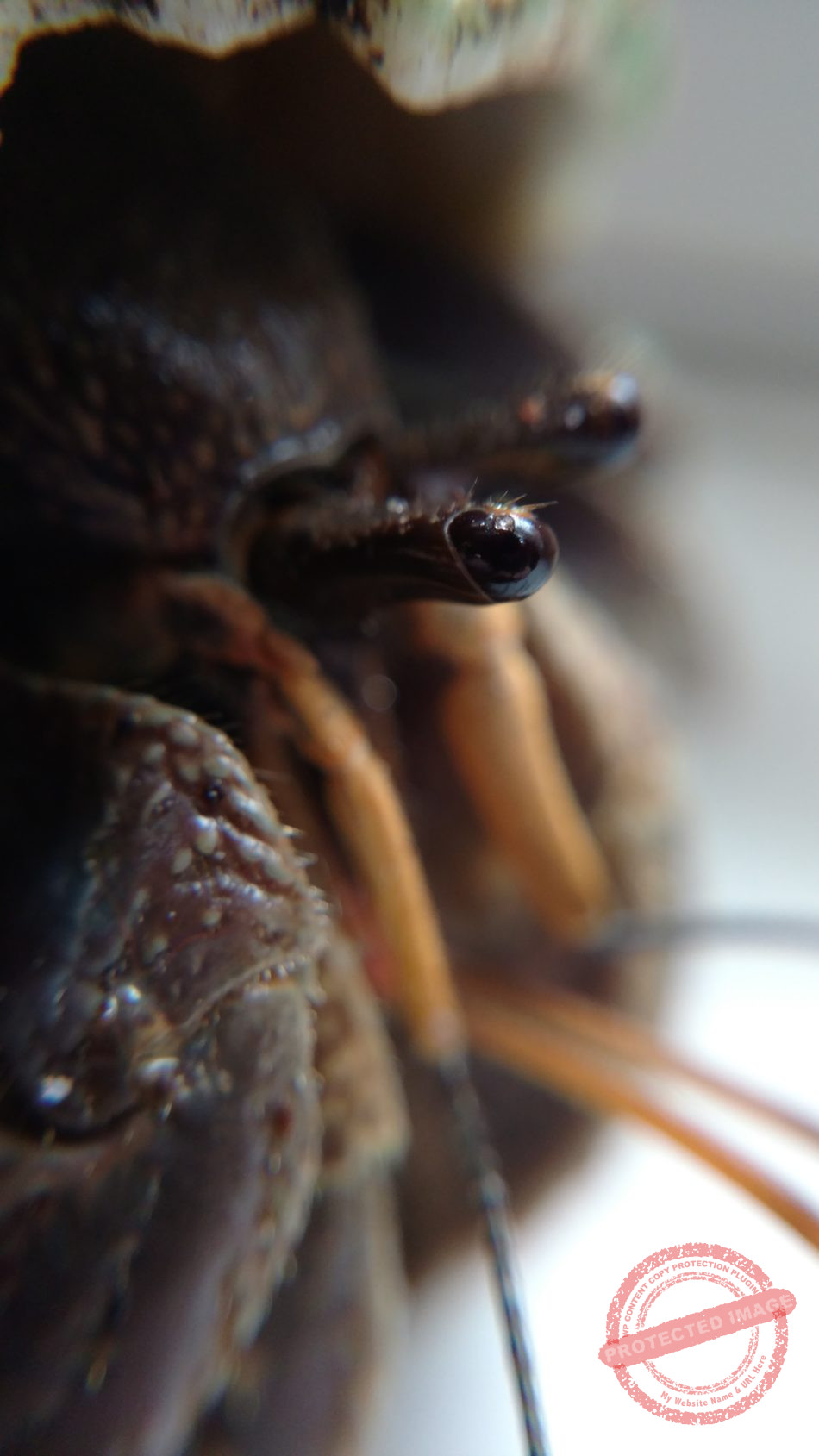 Coenobita brevimanus – Coenobita Species