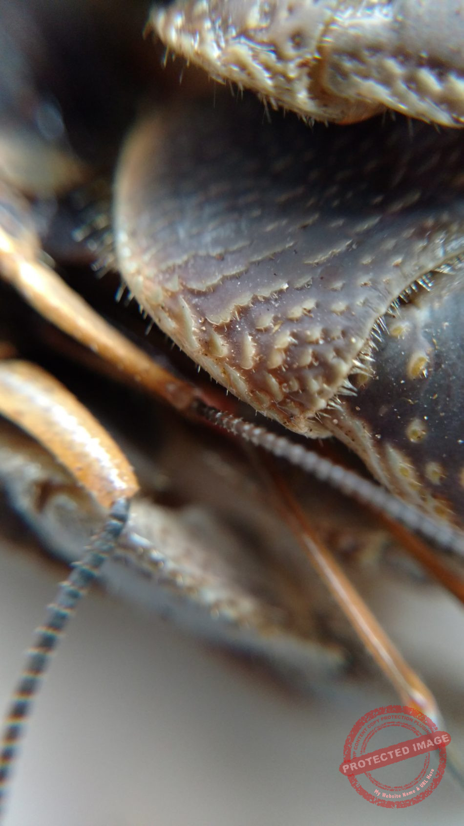 Coenobita brevimanus – Coenobita Species