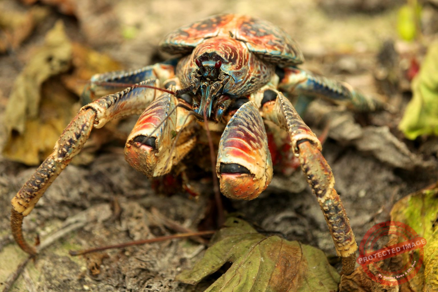 Coenobita SpeciesBirgus Latro