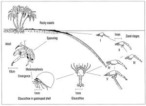 Coenobita SpeciesAll About Coenobitidae: The Land Hermit Crab Family ...