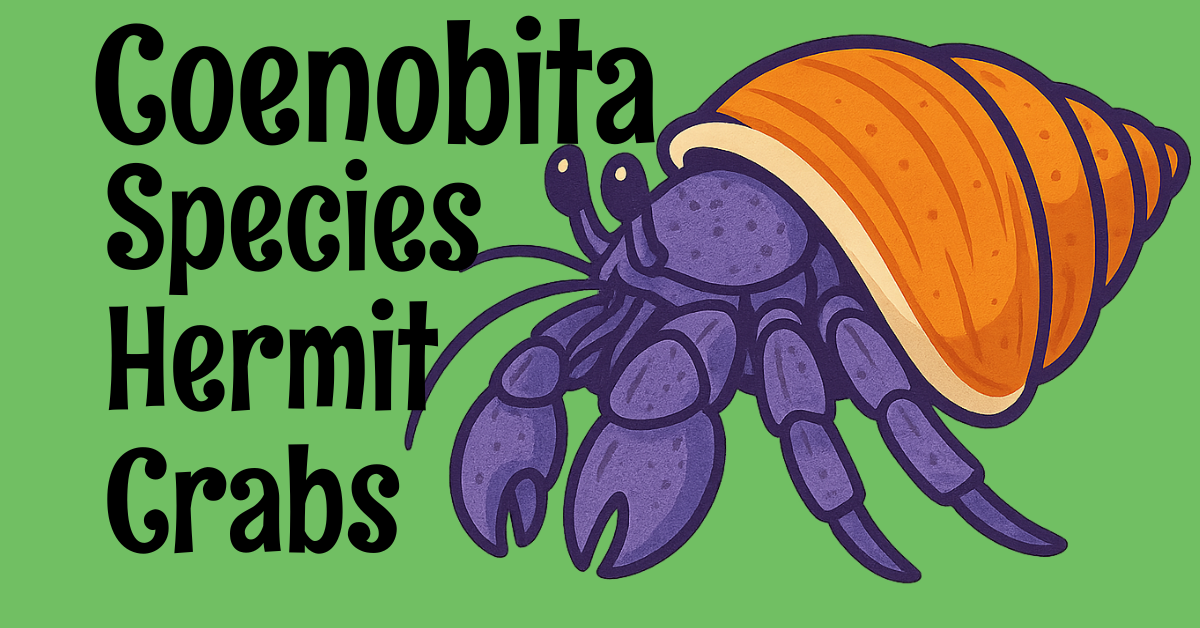 Coenobita SpeciesFour New Species of Coenobita Land Hermit Crabs Named